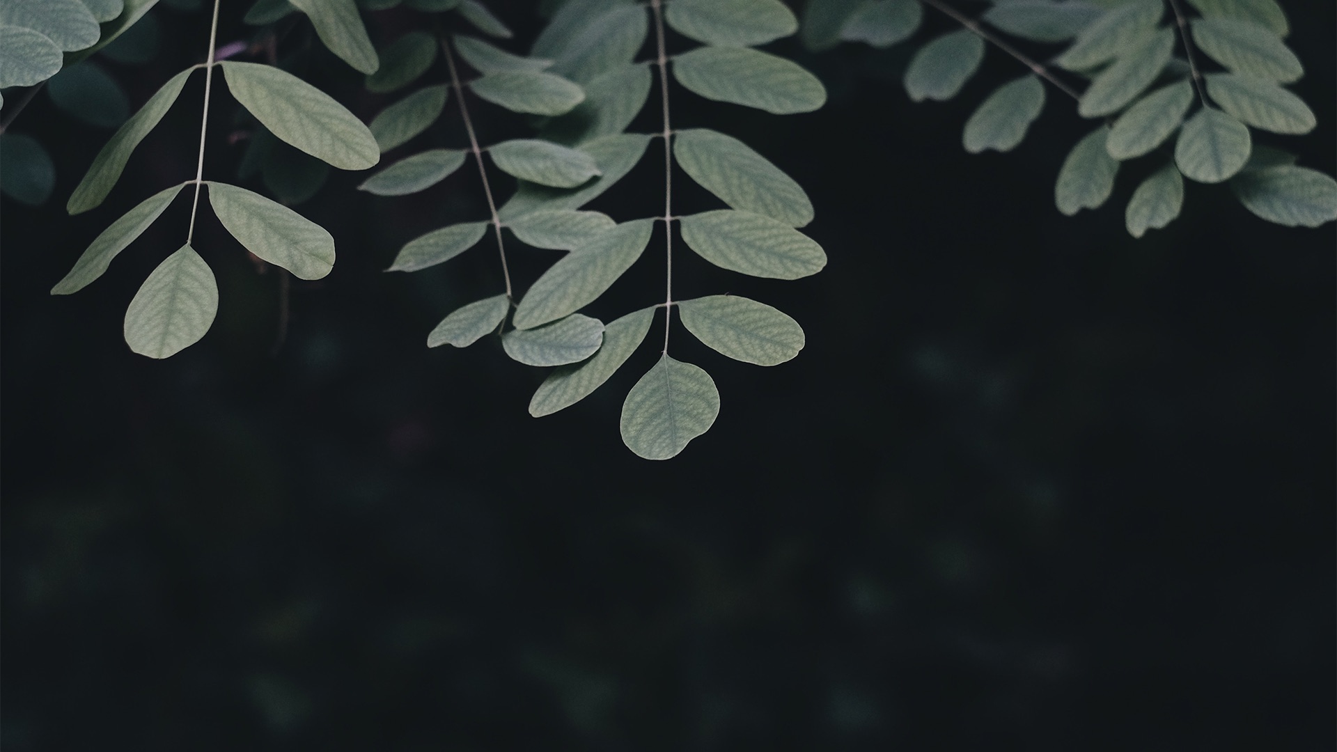 Plant in the dark - Profeshie